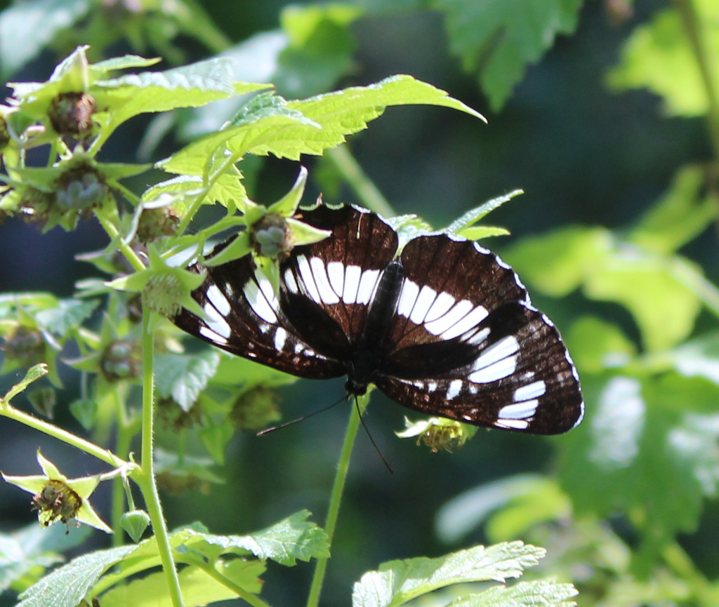 Neptis rivularis- schwarzer Trauerfalter Foto & Bild | schmetterlinge ...