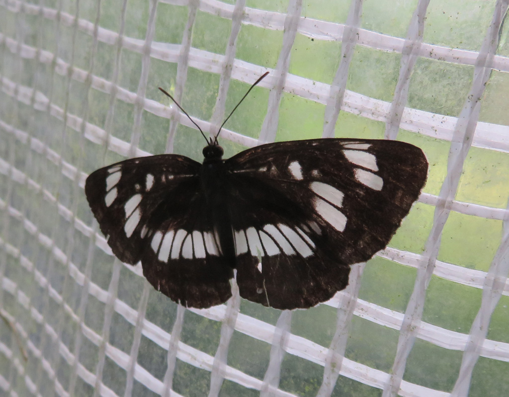 Neptis rivularis-schwarzer Trauerfalter Foto & Bild | schmetterlinge ...