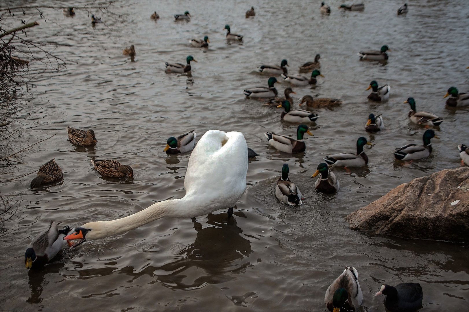 nervig Foto & Bild | tiere, wildlife, natur Bilder auf fotocommunity