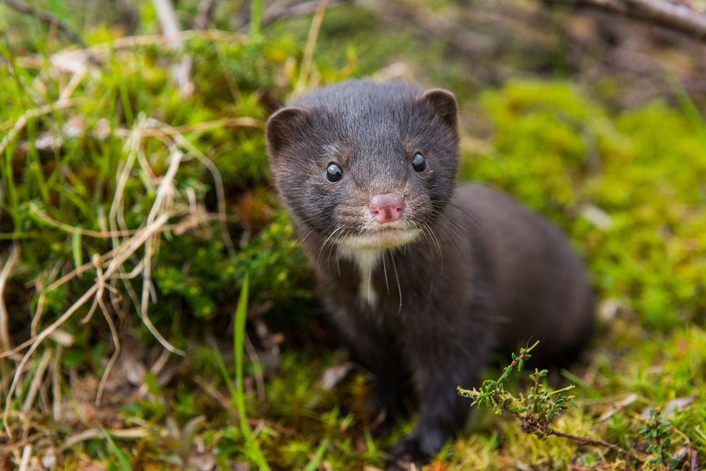 Nerz? Foto & Bild | tiere, wildlife, säugetiere Bilder auf fotocommunity