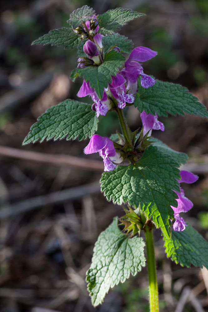 Nessel Foto & Bild | pflanzen, pilze & flechten, blüten ...