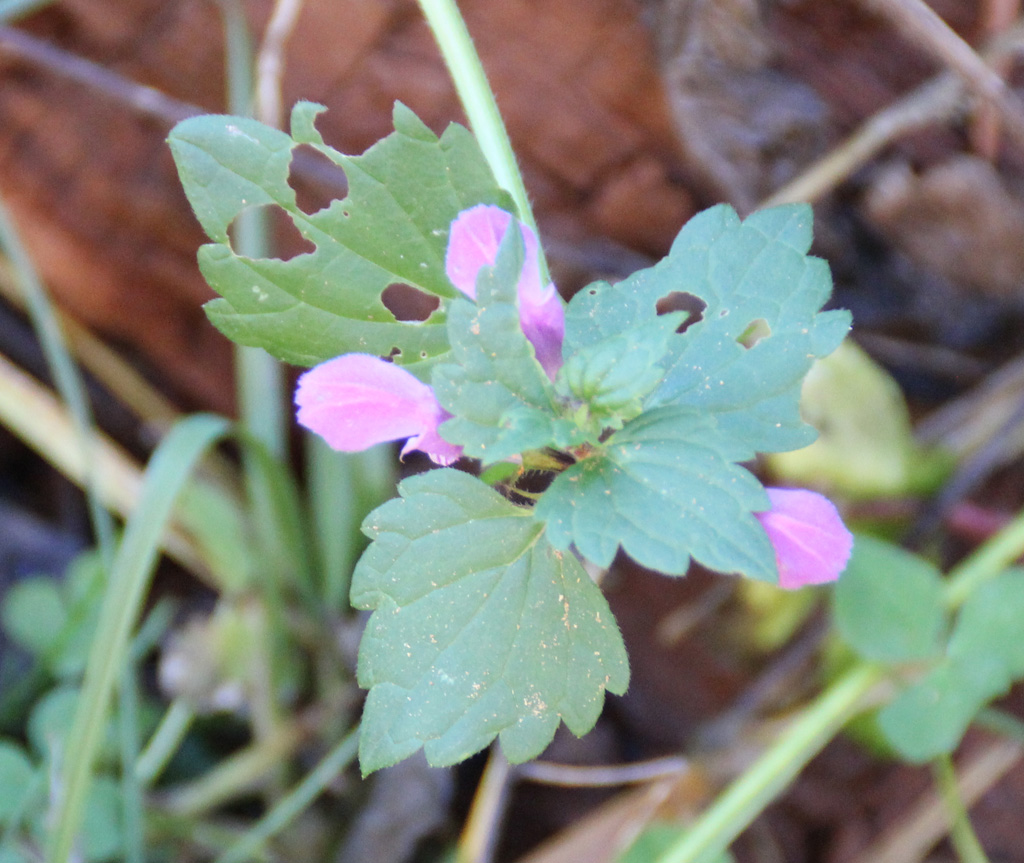 Nessel Foto & Bild | pflanzen, samen, natur, pflanzen Bilder auf fotocommunity