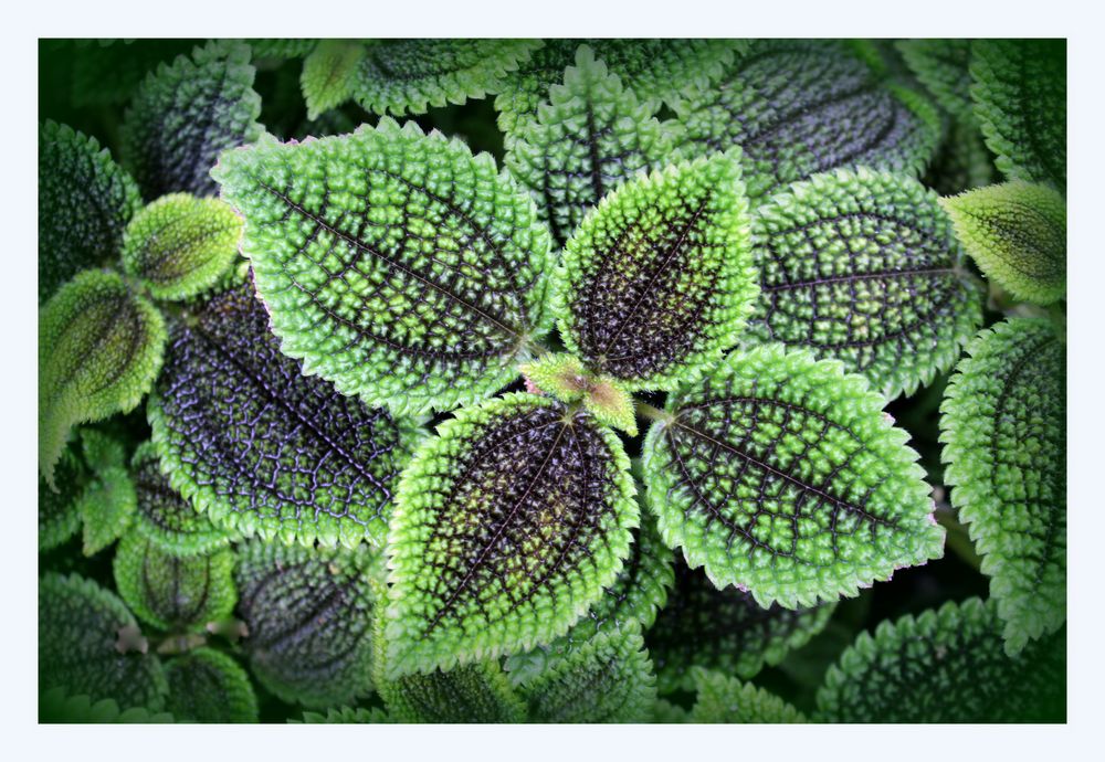 Nessel - Art 2 Foto & Bild | pflanzen, pilze & flechten, blüten ...