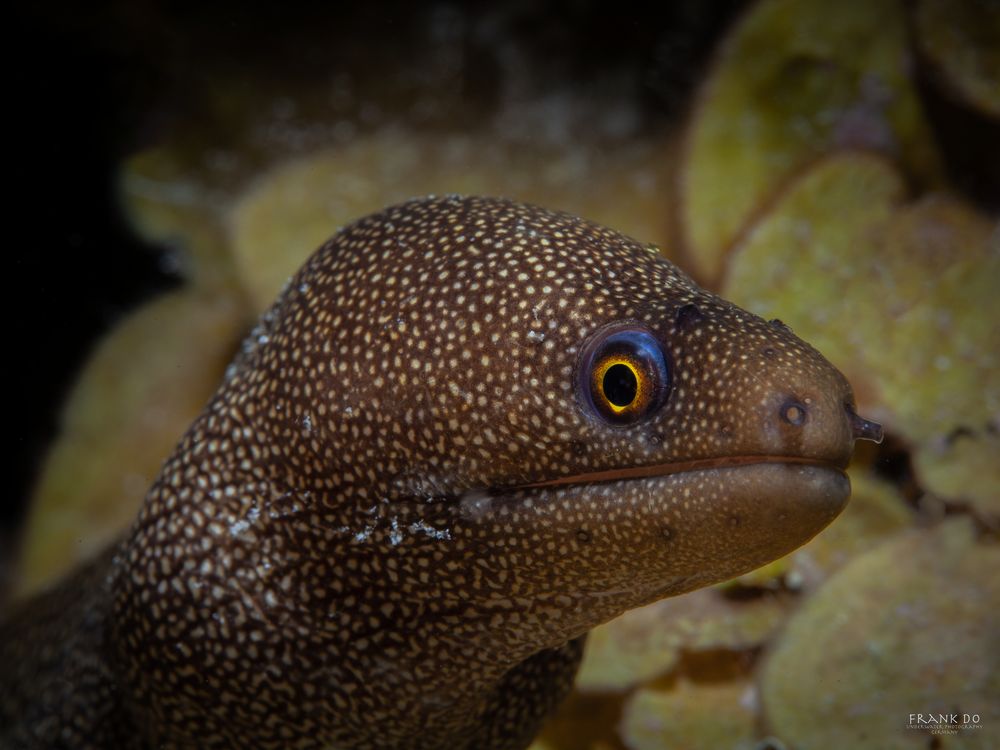 " NESSI " Foto & Bild | meer, natur, tiere Bilder auf fotocommunity