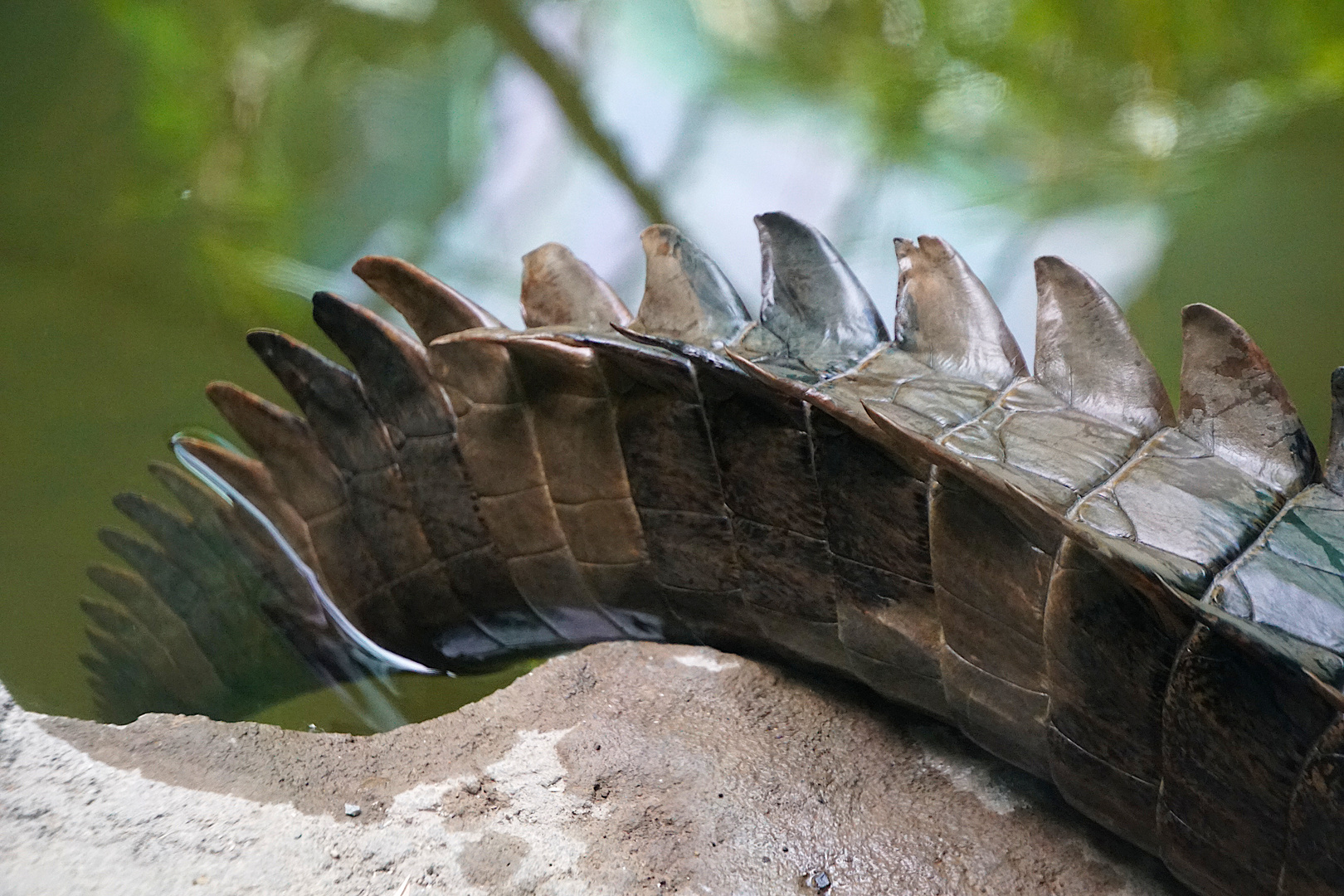 Nessie oder Godzilla? Es ging alles so schnell! Foto & Bild ...