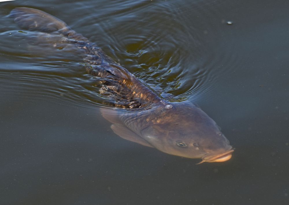 Nessie oder wer Foto & Bild | wasser, fische, nessie Bilder auf ...