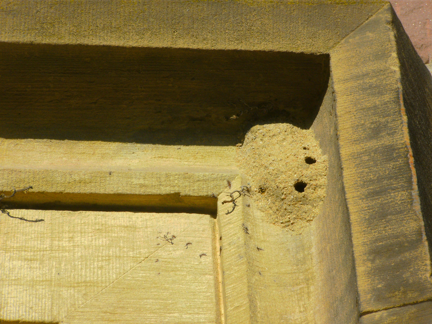 Nest der Delta-Lehmwespe 2 Foto & Bild | reportage dokumentation ...