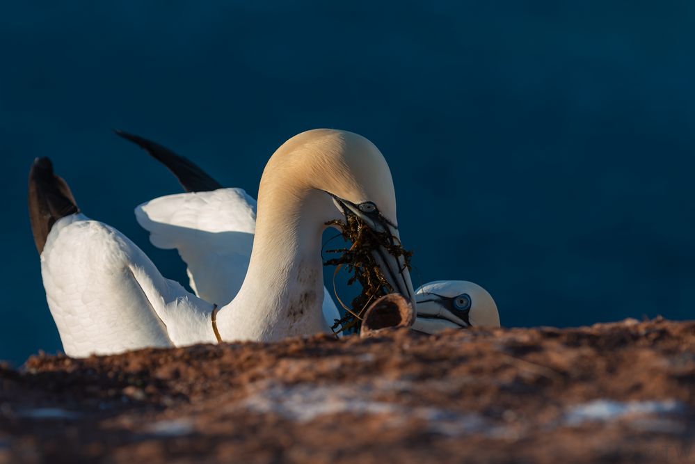 Nestbau Foto & Bild | tiere, wildlife, wild lebende vögel Bilder auf fotocommunity