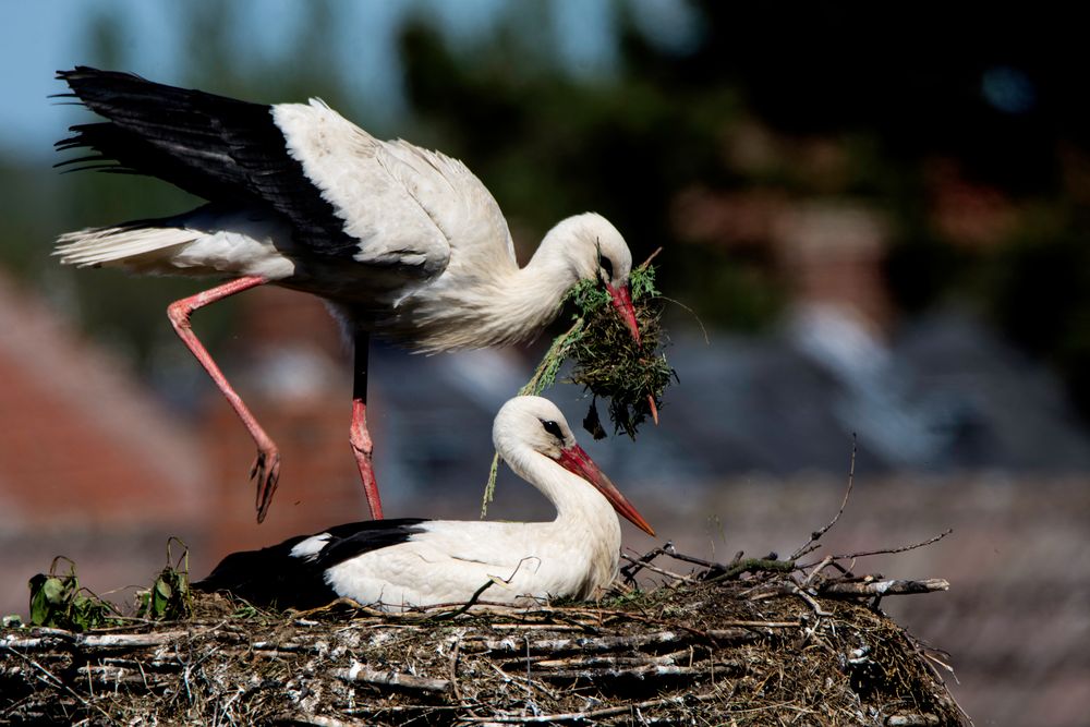 Nestbau Foto & Bild | tiere, wildlife, wild lebende vögel Bilder auf fotocommunity