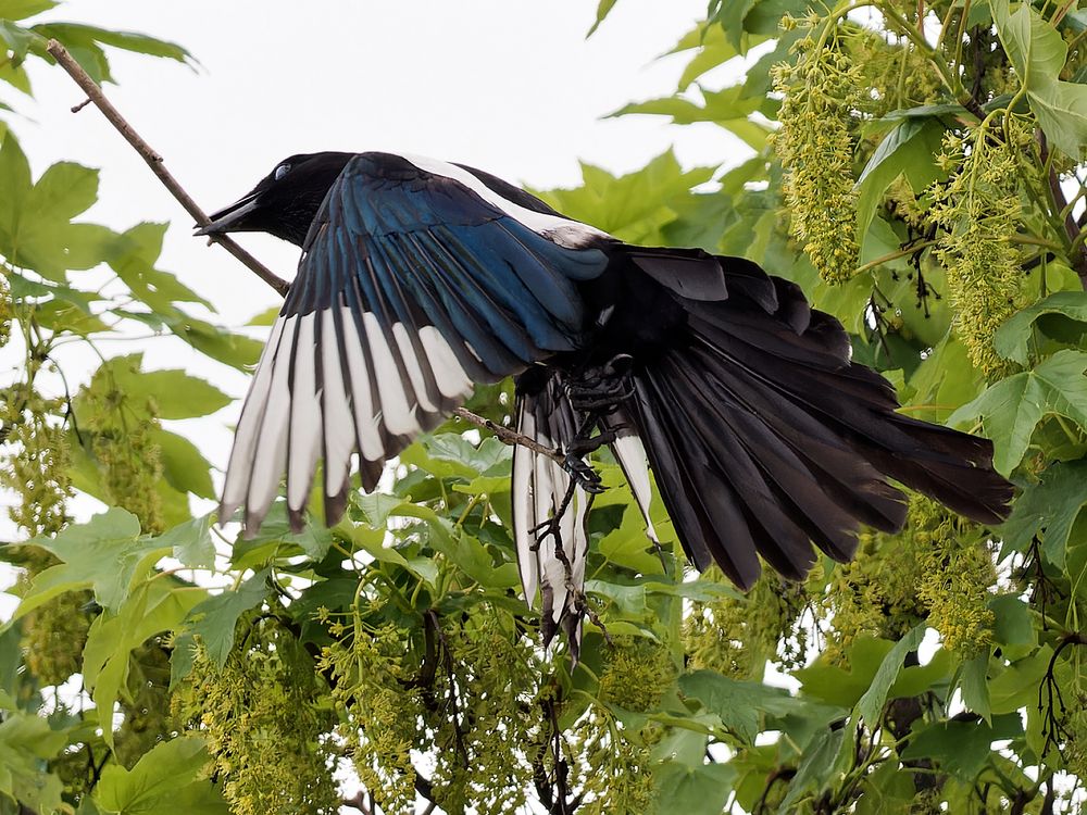Nestbau Foto & Bild | tiere, wildlife, wild lebende vögel Bilder auf fotocommunity