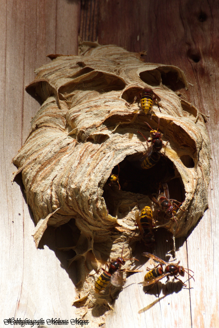 Nestbau Foto & Bild | natur, insekten, tiere Bilder auf fotocommunity