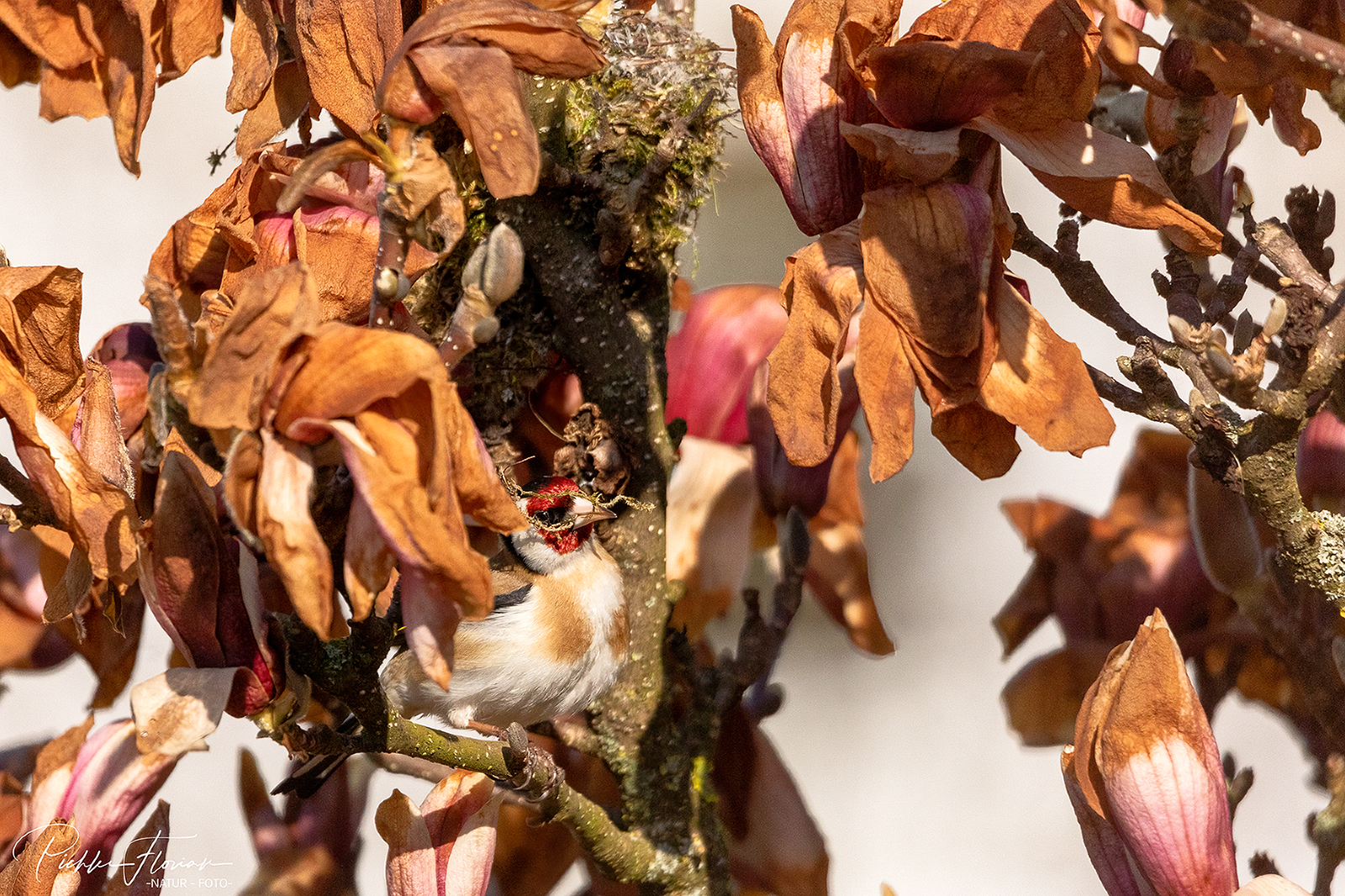 Nestbau Foto & Bild | tiere, wildlife, wild lebende vögel Bilder auf fotocommunity