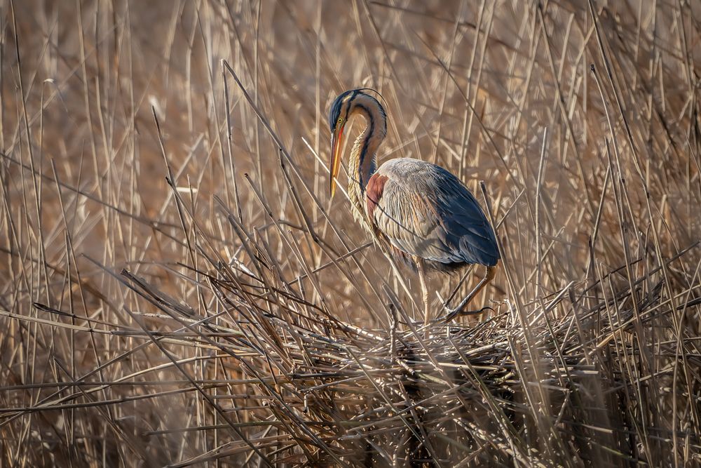 Nestbau Foto & Bild | fotos, spezial, frühling Bilder auf fotocommunity
