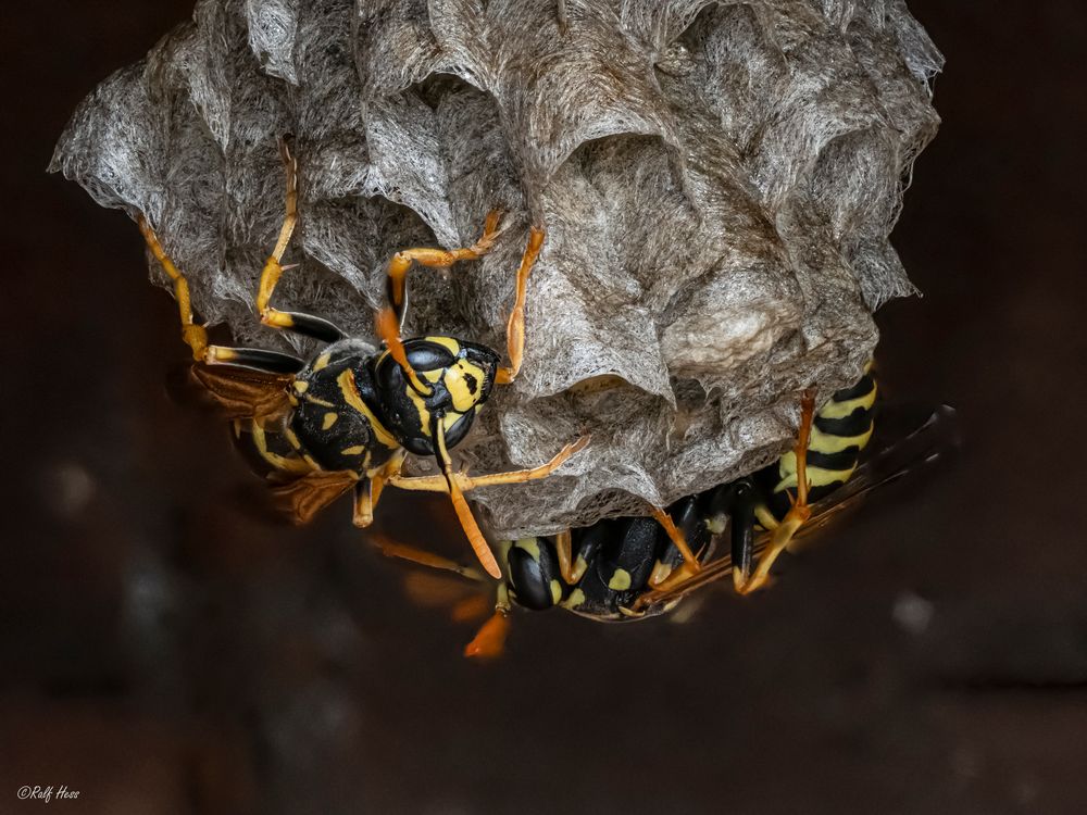 Nestbau Foto & Bild | usertreffen+veranstaltungen, tiere, wildlife Bilder auf fotocommunity