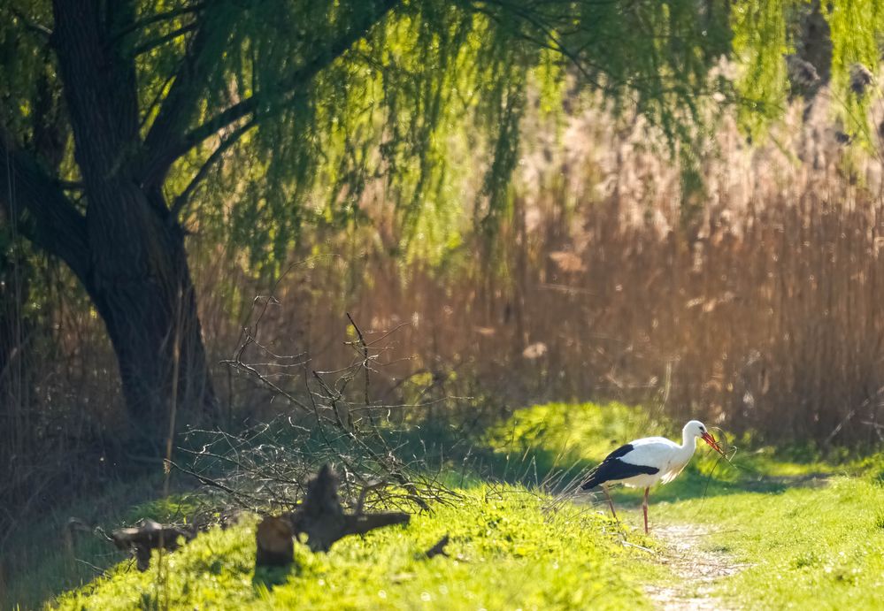Nestbau Foto & Bild | natur, sigma, tiere Bilder auf fotocommunity