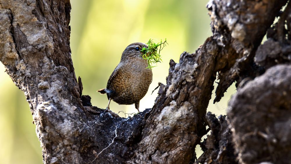 Nestbau Foto & Bild | spezial, natur, vogel Bilder auf fotocommunity