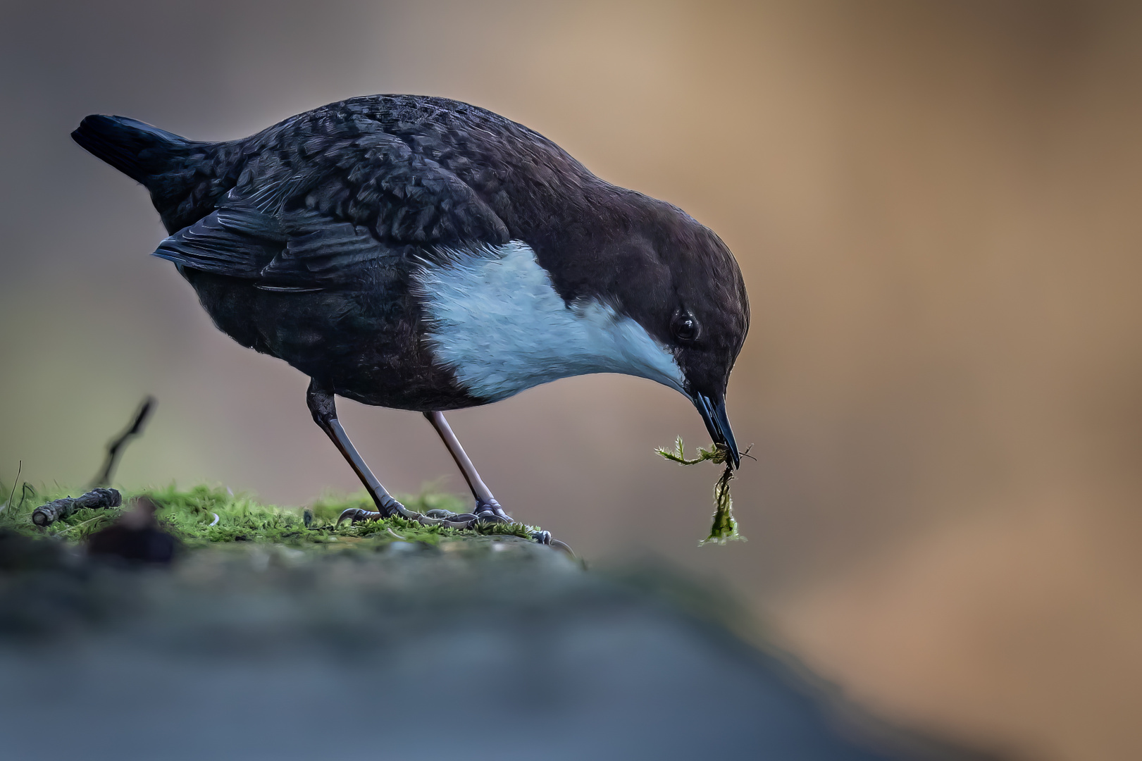 Nestbau bei den Wasseramseln Foto & Bild | wasser, natur, landschaft Bilder auf fotocommunity