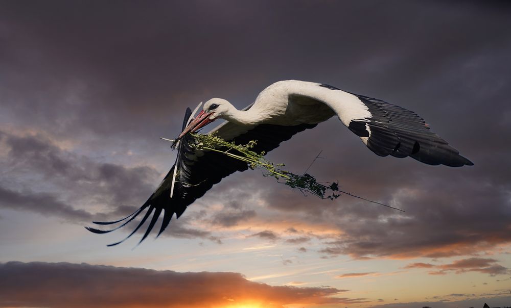 Nestbau Foto & Bild | tiere, wildlife, wild lebende vögel Bilder auf fotocommunity