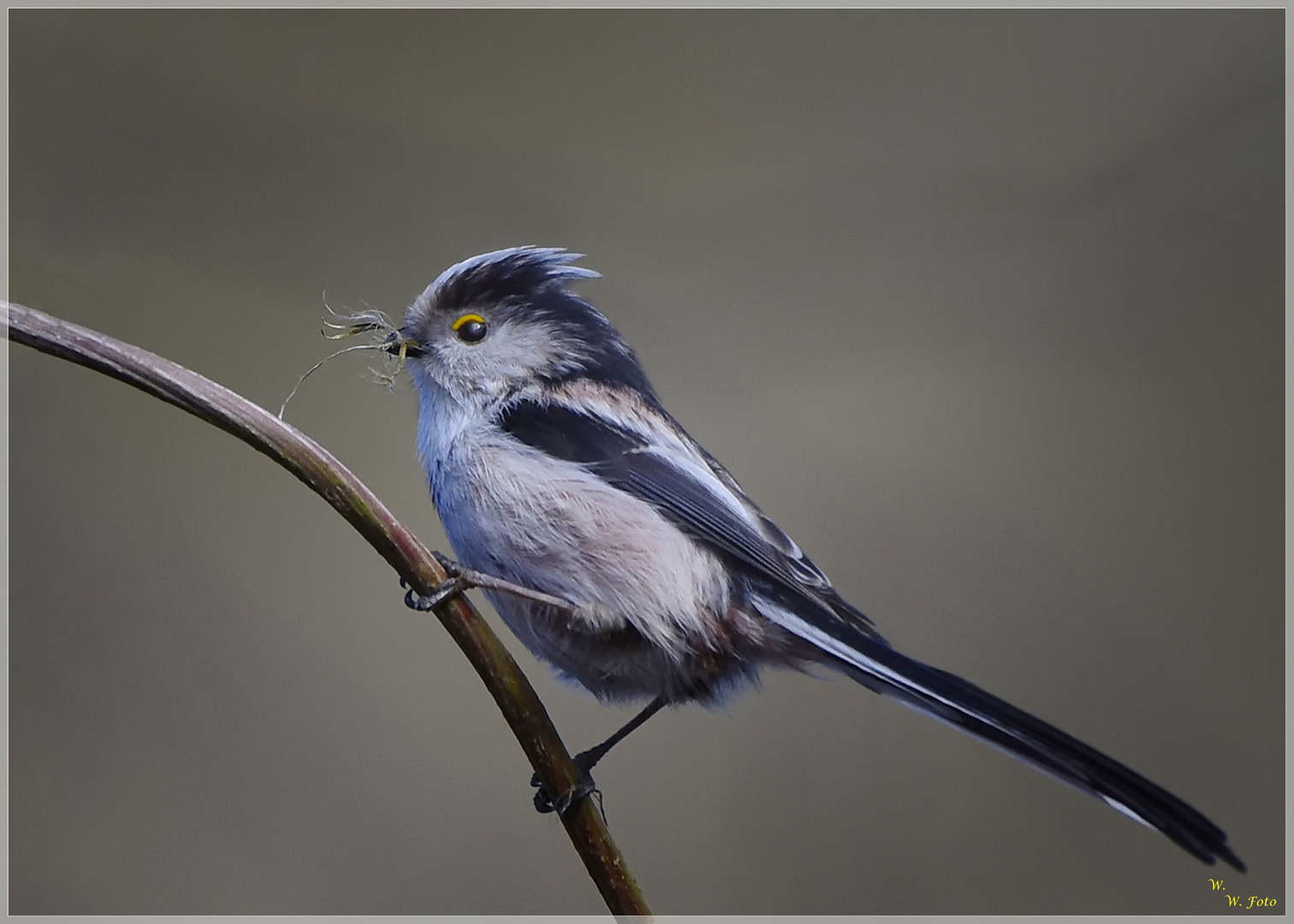 Nestbau Foto & Bild | natur, tiere, vögel Bilder auf fotocommunity