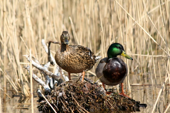 Nestbau Foto & Bild | tiere, wildlife, wild lebende vögel Bilder auf fotocommunity