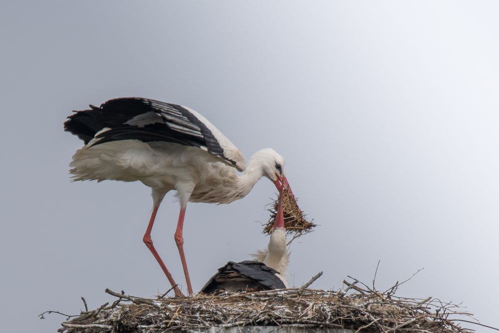 Nestbau Foto & Bild | tiere, wildlife, wild lebende vögel Bilder auf fotocommunity
