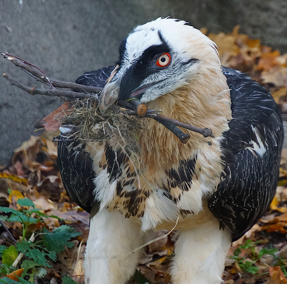 Nestbau im November Foto & Bild | world, dokumentation, berlin Bilder auf fotocommunity