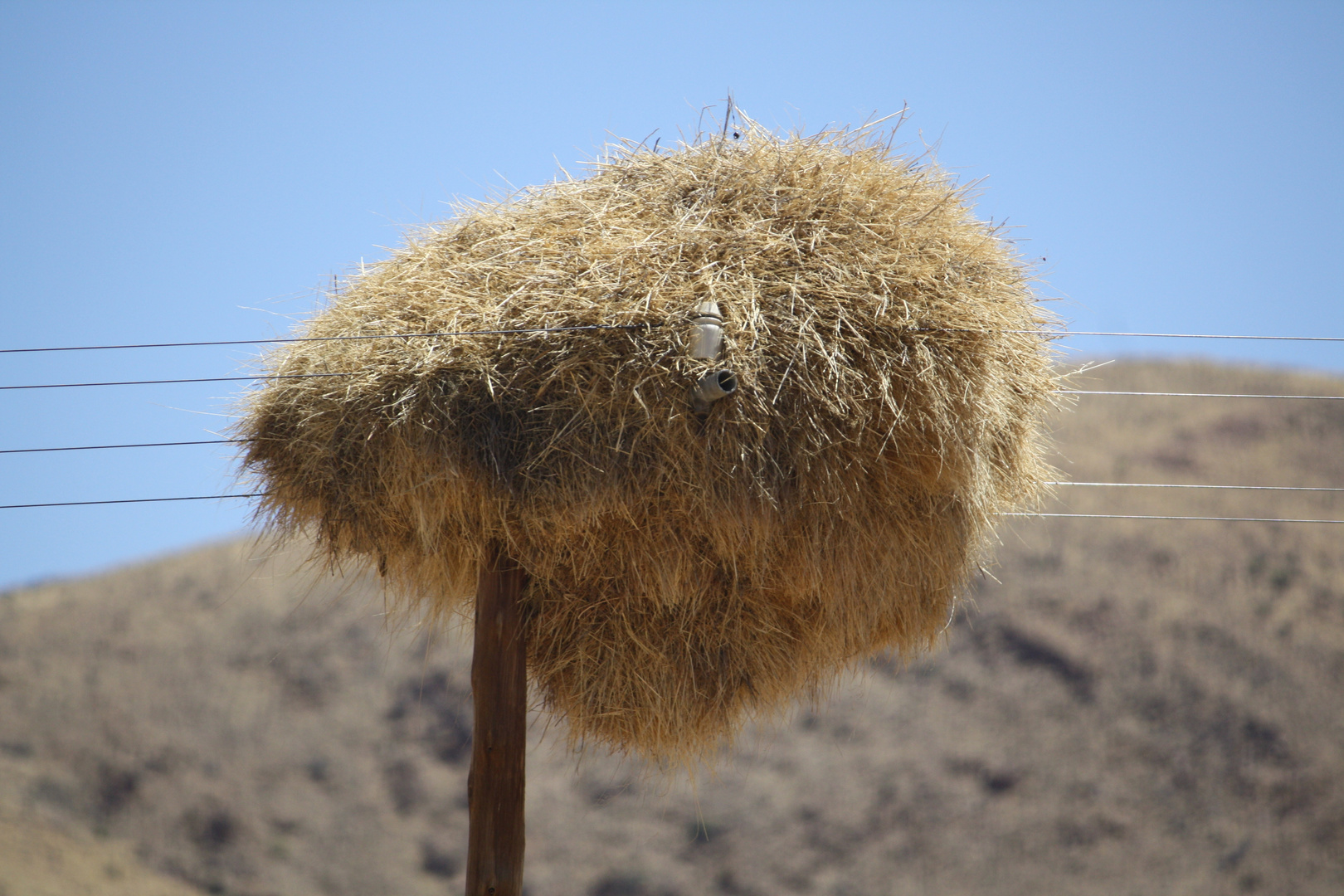 Nester der Webervögel Foto & Bild | tiere, wildlife, wild lebende vögel ...
