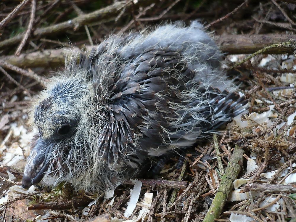 Nestling... Foto & Bild | tiere, wildlife, wild lebende vögel Bilder ...