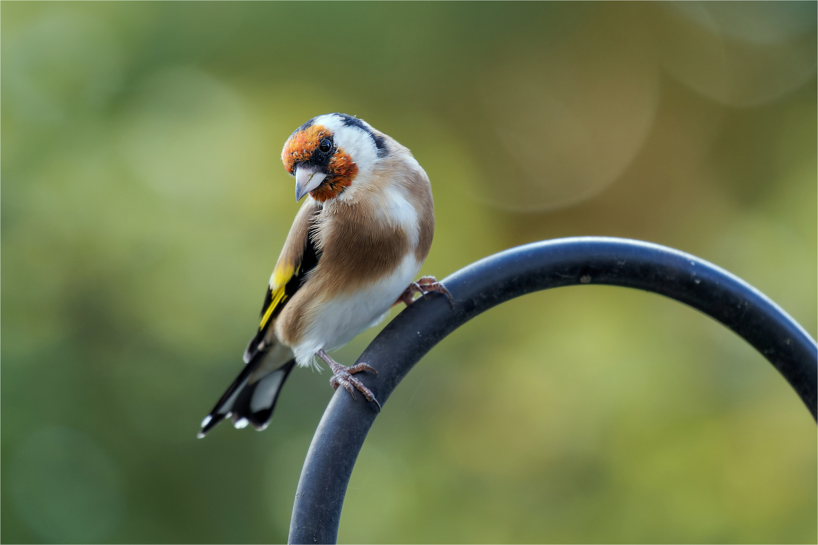 nett und adrett - Distelfink am Stangenbogen ..... Foto & Bild | tiere ...