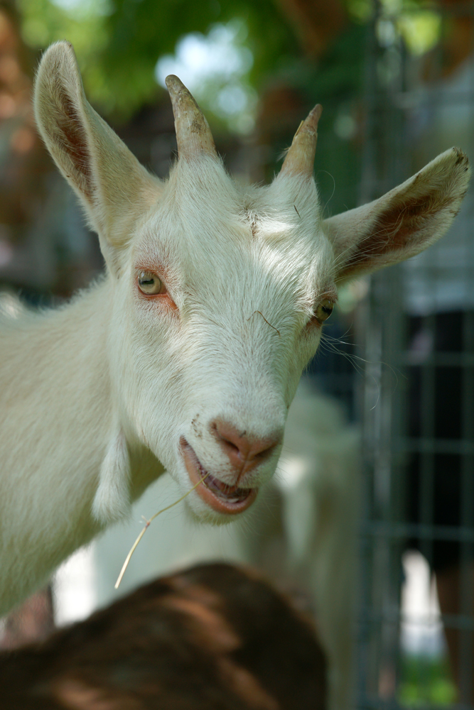 Nette Zicke Foto & Bild | tiere, haustiere, nutztiere Bilder auf ...