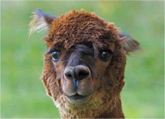 Tiere, Tierbilder, Tierfotografie