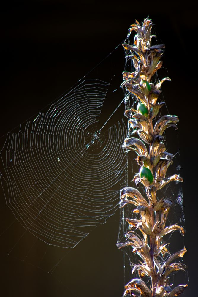 Networking Foto & Bild | flower, flowers, france Bilder auf fotocommunity