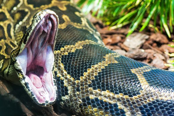 Netzpython Fotos & Bilder auf fotocommunity