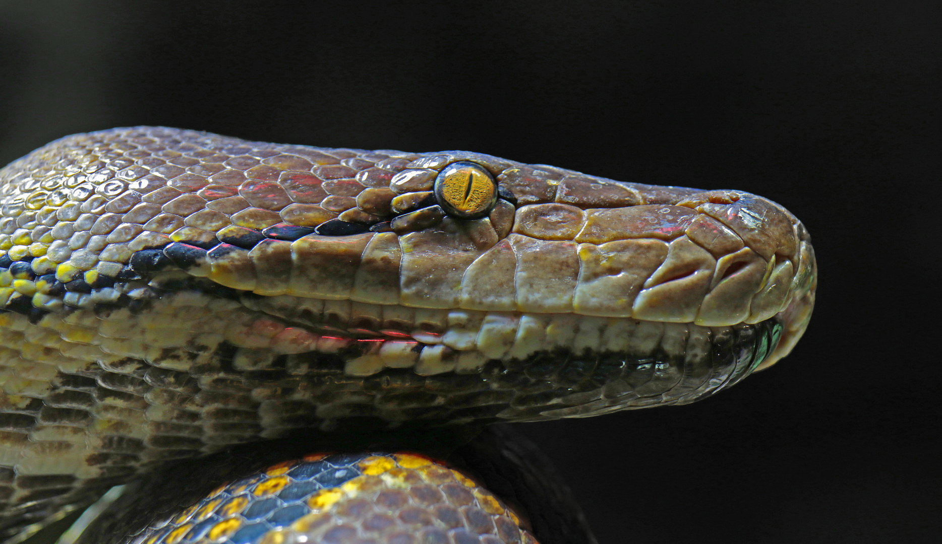 Netzpython Foto & Bild | natur, tiere, zoo, wildpark & falknerei Bilder ...