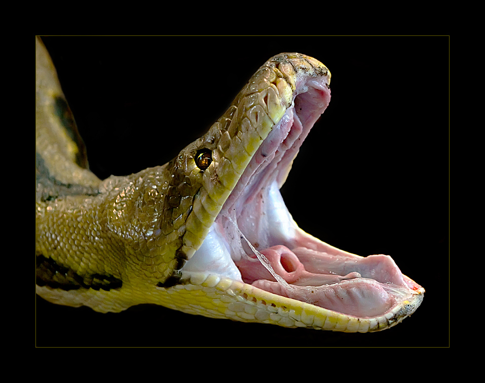 Netzpython Foto & Bild | tiere, zoo, wildpark & falknerei, amphibien ...