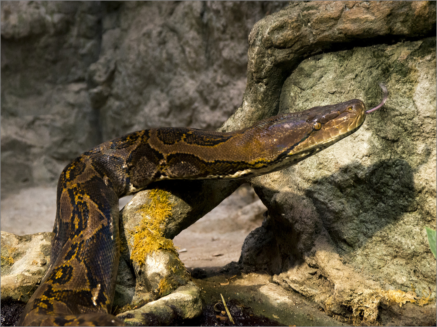 Netzpython Foto & Bild | tiere, zoo, wildpark & falknerei, amphibien ...