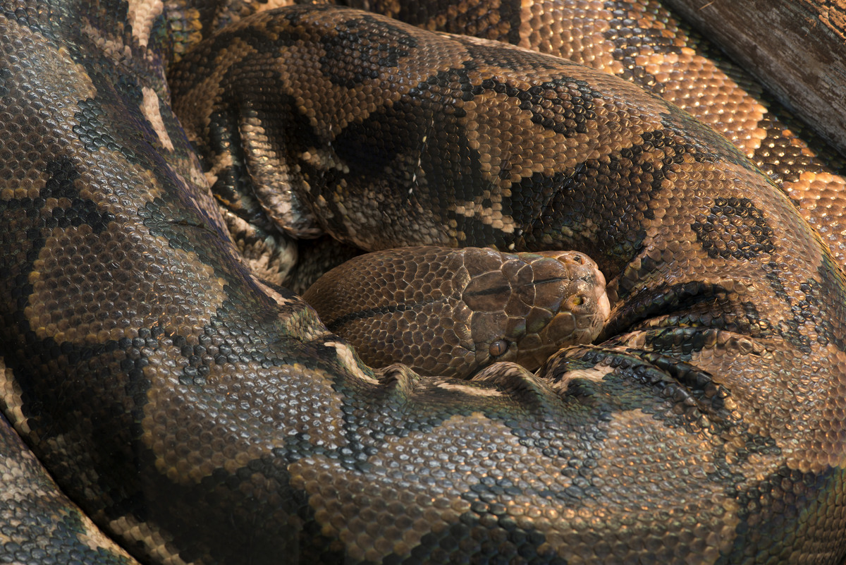 ~ Netzpython ~ Foto & Bild | tiere, zoo, wildpark & falknerei ...