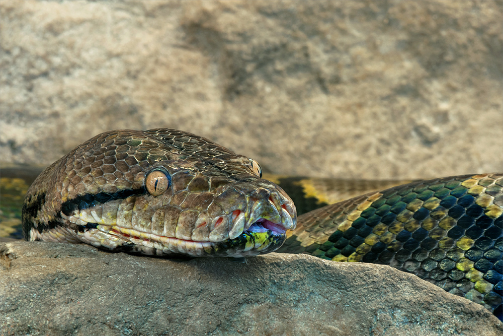 Netzpython Foto & Bild | tiere, zoo, wildpark & falknerei, amphibien ...