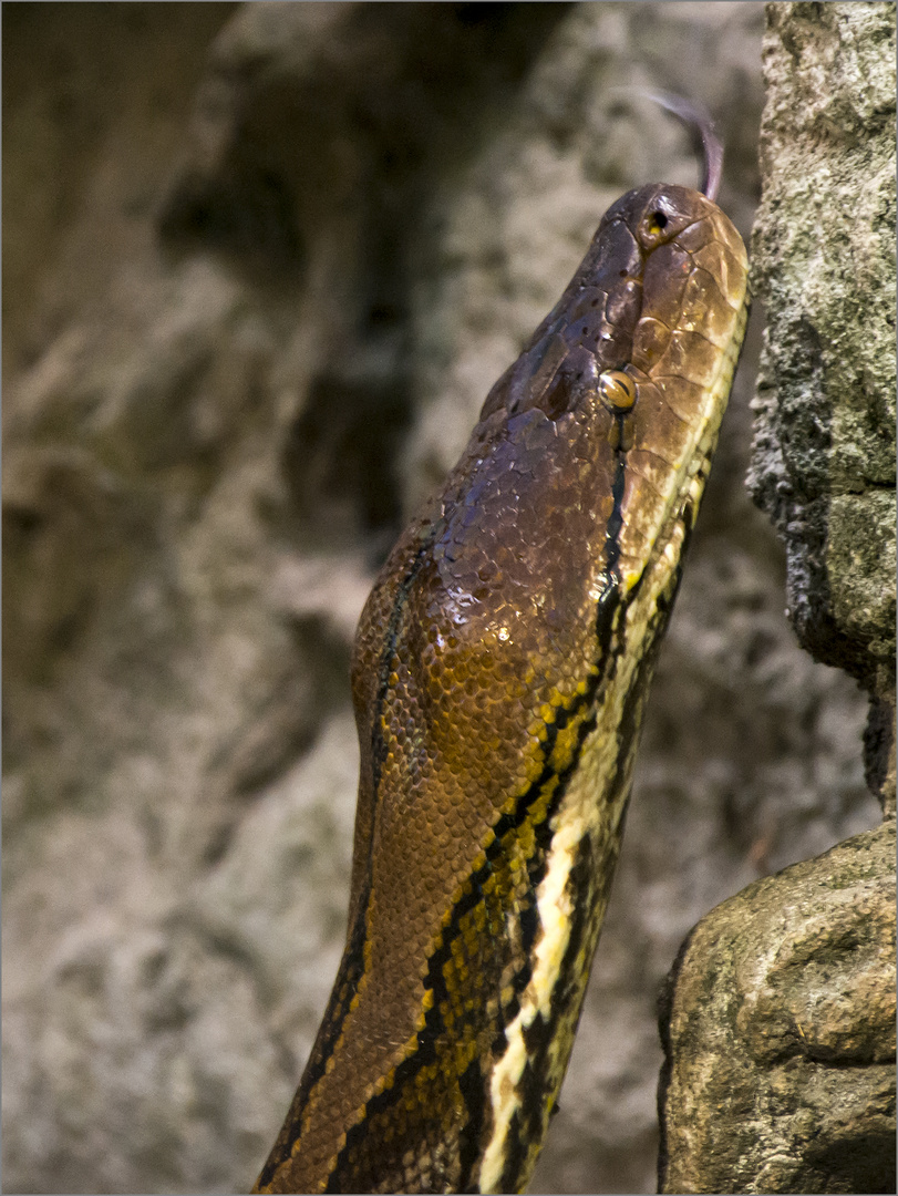 Netzpython - Hagenbeck Foto & Bild | deutsche zoos, hamburg, natur ...