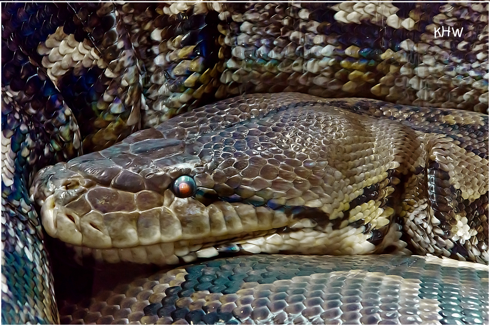 Netzpython (Malayopython reticulatus) Foto & Bild | tiere, zoo ...