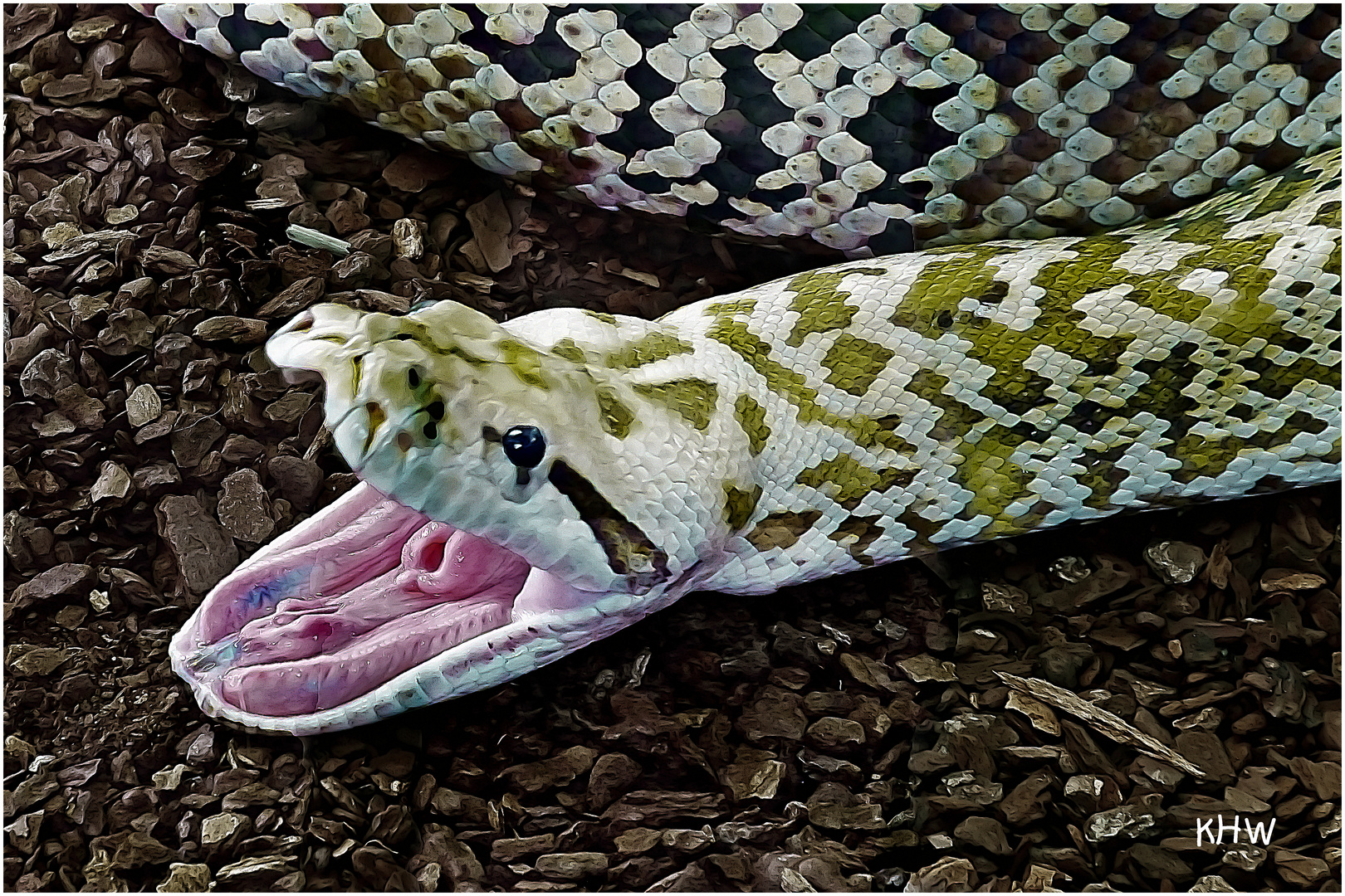 Netzpython (TerraZoo, Rheinberg) Foto & Bild | tiere, zoo, wildpark ...