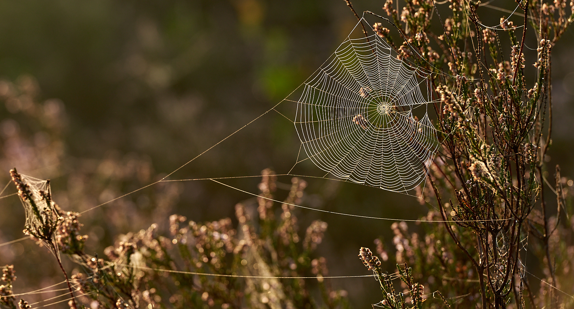 Netzwerk in der Morgensonne, ich habe das Format bewusst so gewählt, um ...