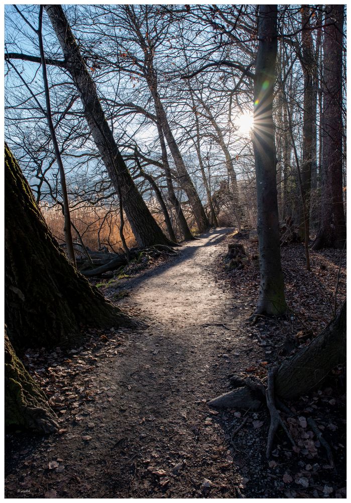 Neue Wege... Foto & Bild | wald, outdoor, bäume Bilder auf fotocommunity