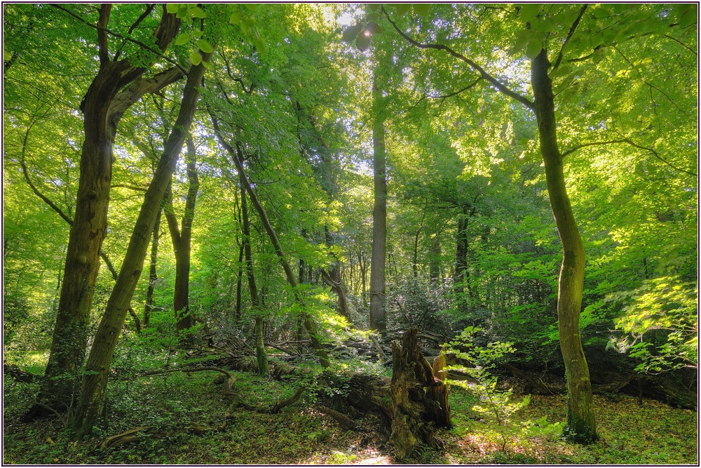 Neuenburger Urwald Foto & Bild | deutschland, europe, niedersachsen ...
