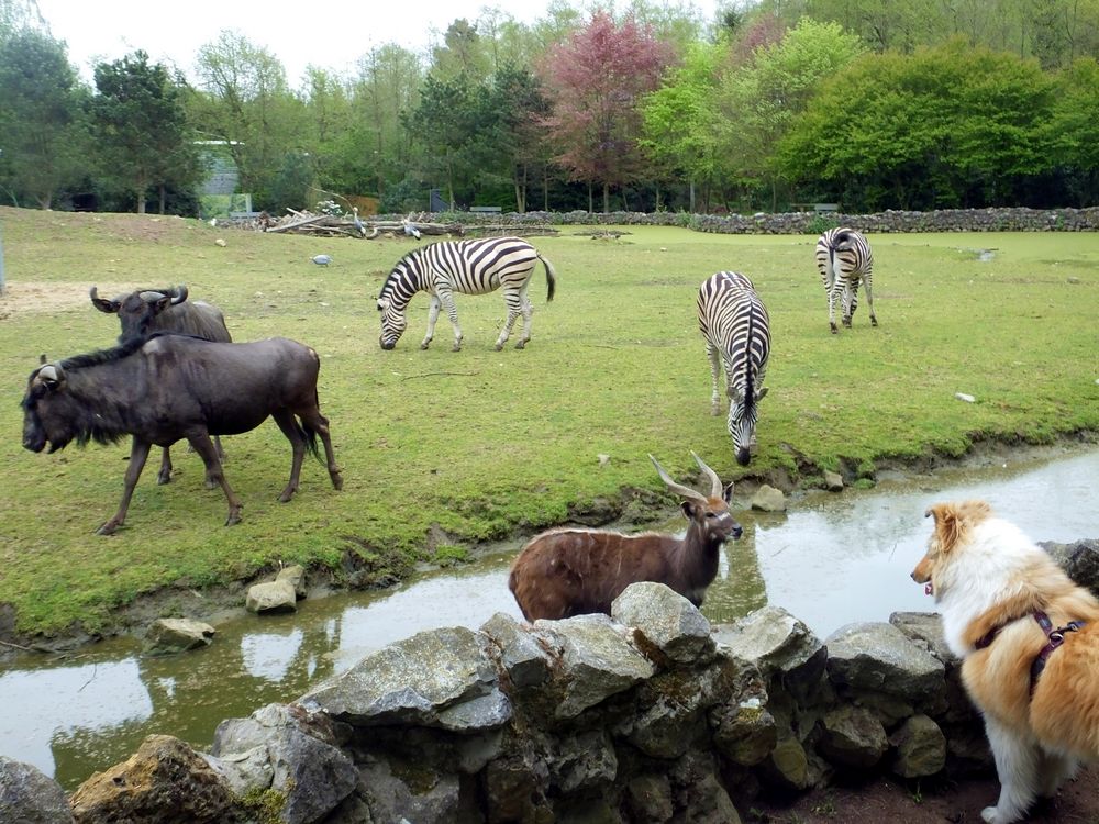 Neues entdecken Foto & Bild | tiere, zoo, wildpark & falknerei ...