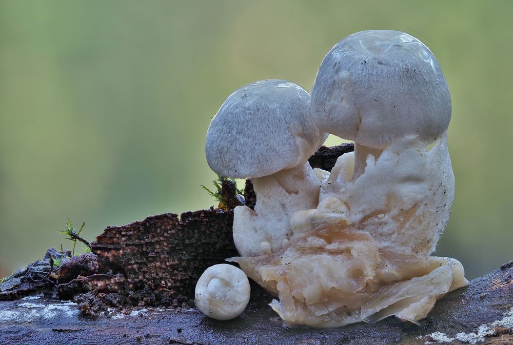 Neues Leben Foto & Bild | natur, pflanzen, pilze & flechten Bilder auf fotocommunity