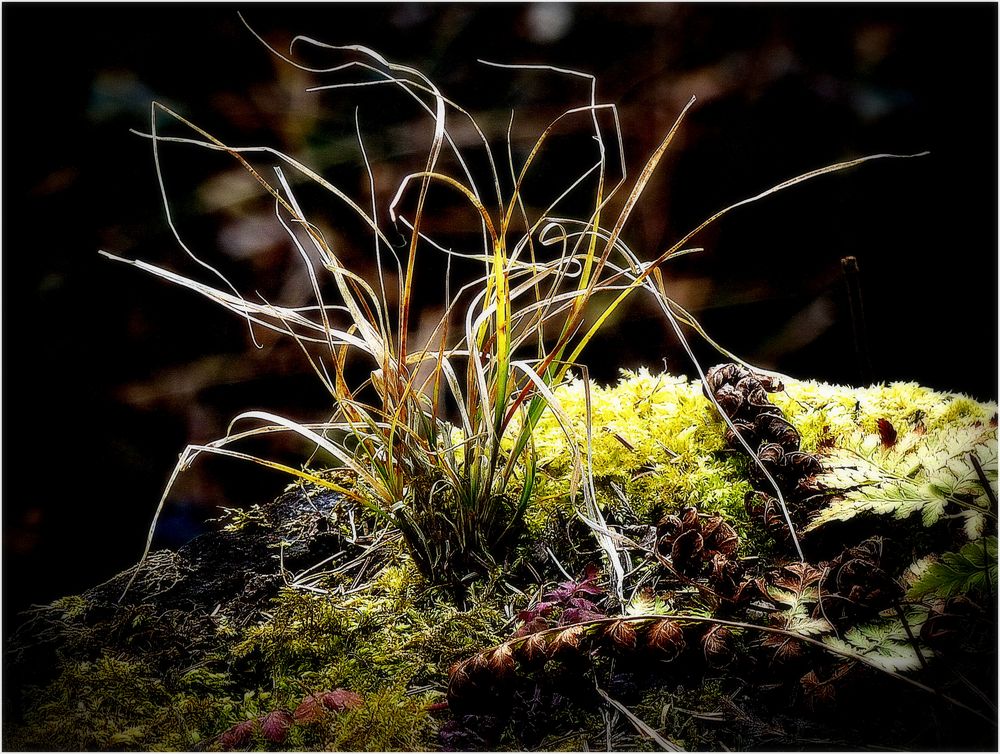 Neues Leben aus morschem Holz Foto & Bild | pflanzen, pilze & flechten, blüten- & kleinpflanzen ...