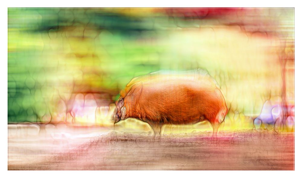 neues tier entdeckt da habe ich schwein gehabt ... Foto & Bild | bearbeitungs - techniken ...