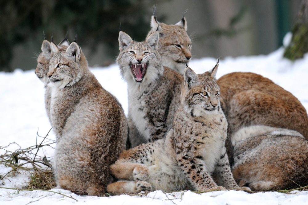 Neues von den Luchsen Foto & Bild | tiere, zoo, wildpark & falknerei ... Neues von den Luchsen Foto & Bild | tiere, zoo, wildpark & falknerei ...
