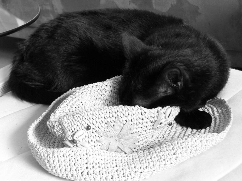 neues von der Katze mit Hut Foto & Bild | tiere, haustiere, katzen ...